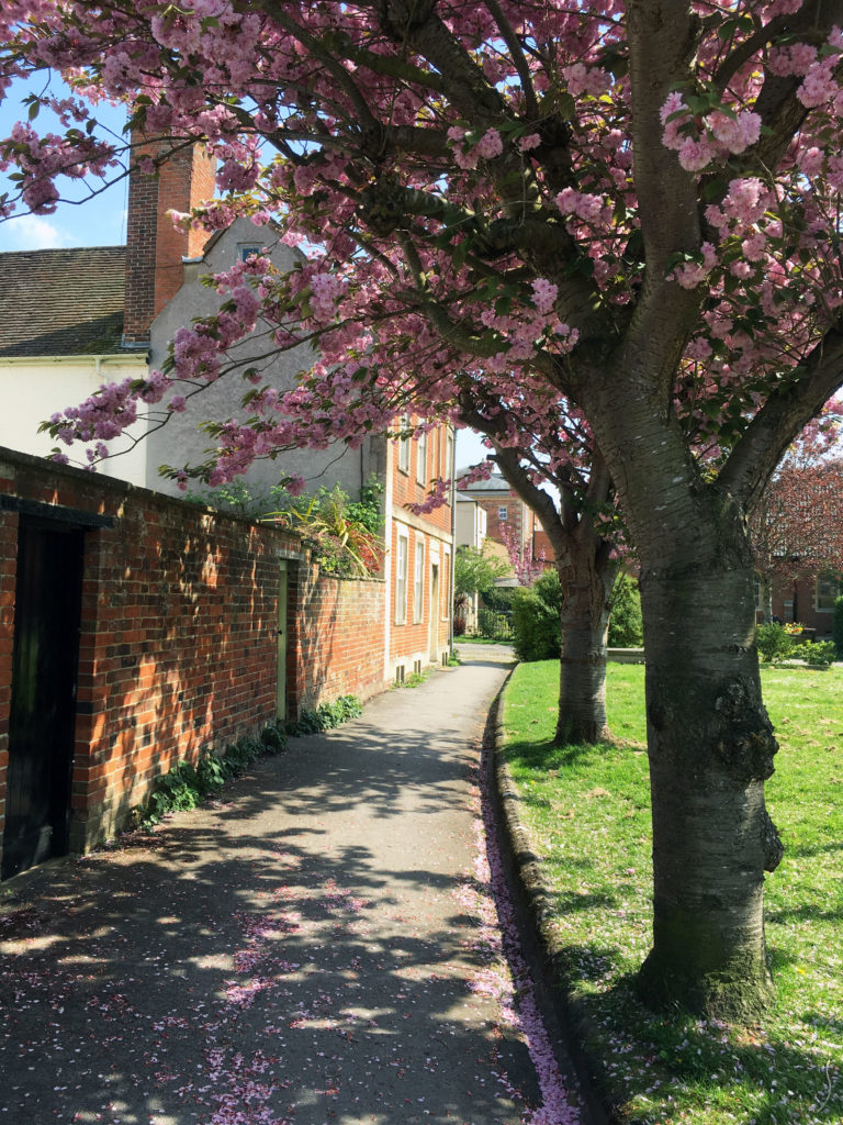 A shadow of myself (with audio) – Dewfall Hawk