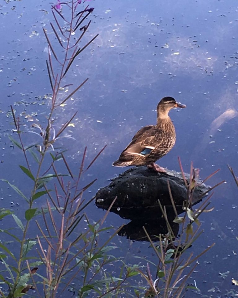 City Break – Dewfall Hawk