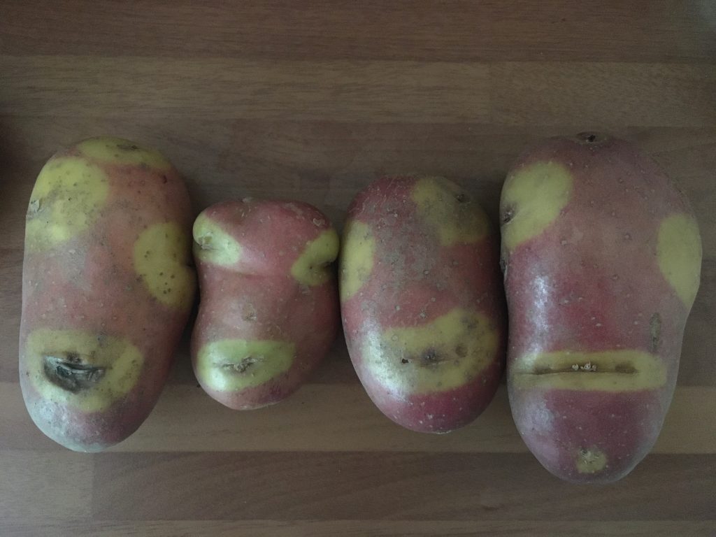 All the time in the world -alphabetical days – Y – Dewfall Hawk