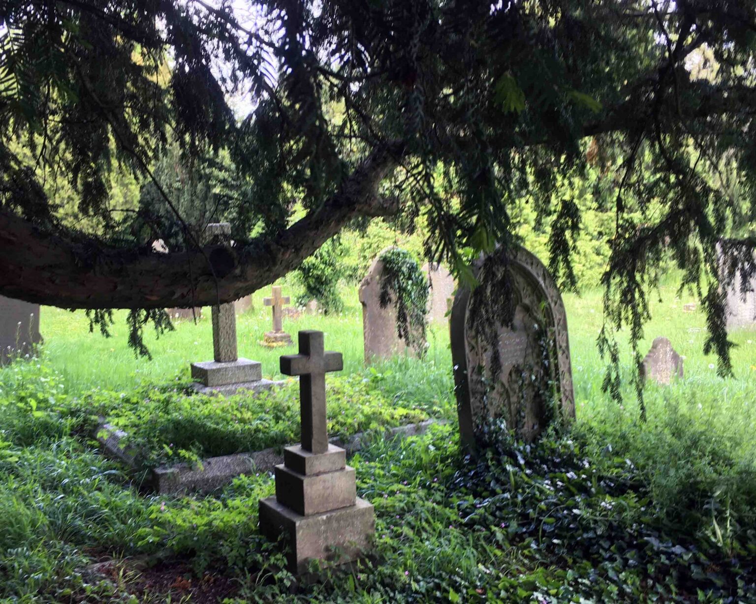 All the time in the world – alphabetical days – O – Dewfall Hawk