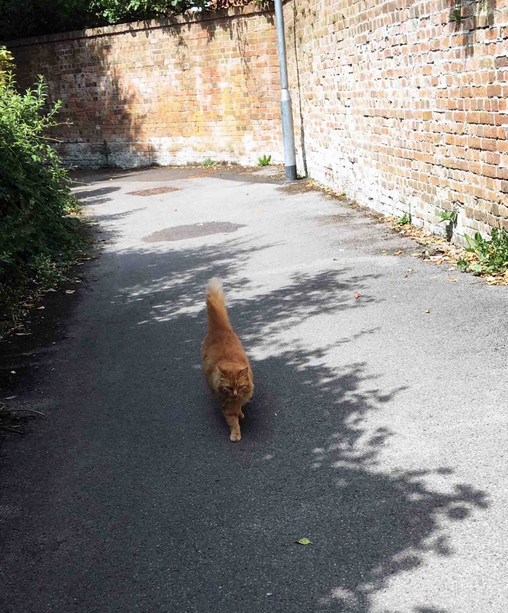 The ginger cat of Morris Lane – Dewfall Hawk
