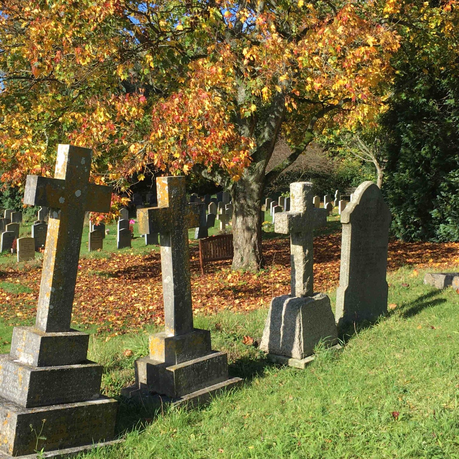 Autumn walk – Dewfall Hawk