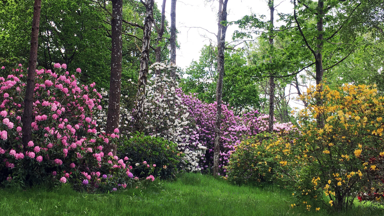 Blooming marvellous! – Dewfall Hawk