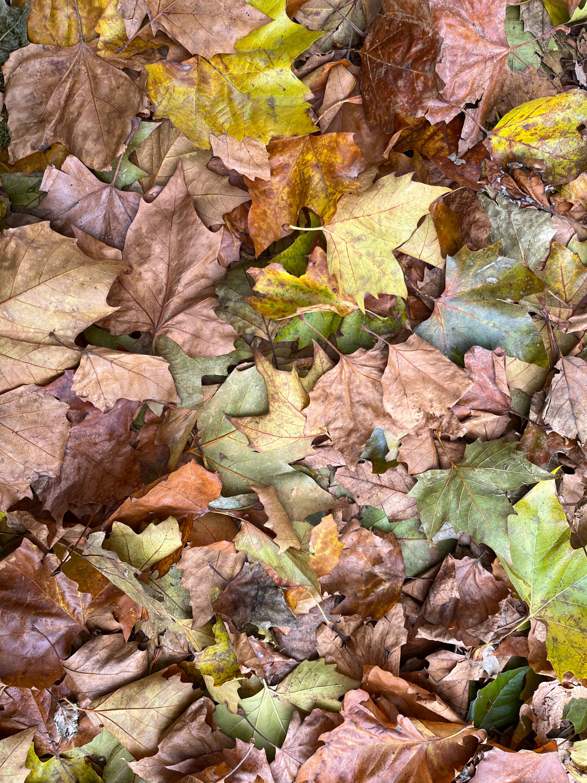 Autumn leaves – Dewfall Hawk