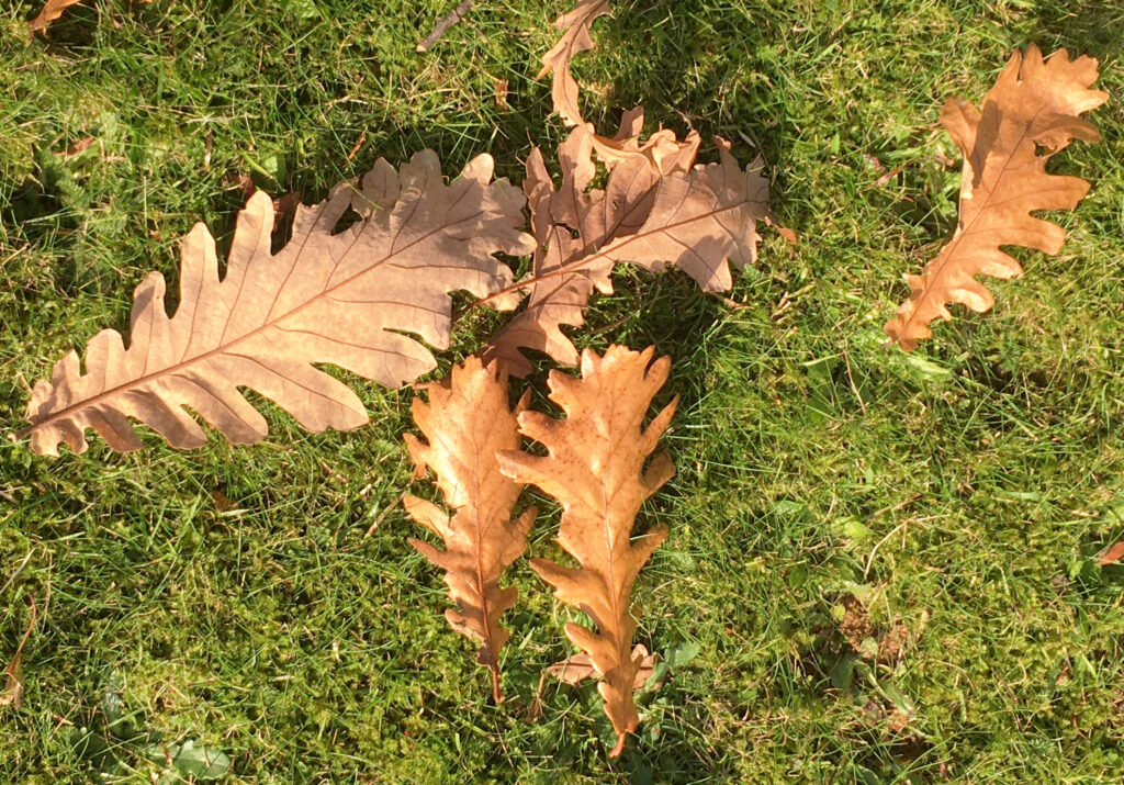 Autumn leaves – Dewfall Hawk