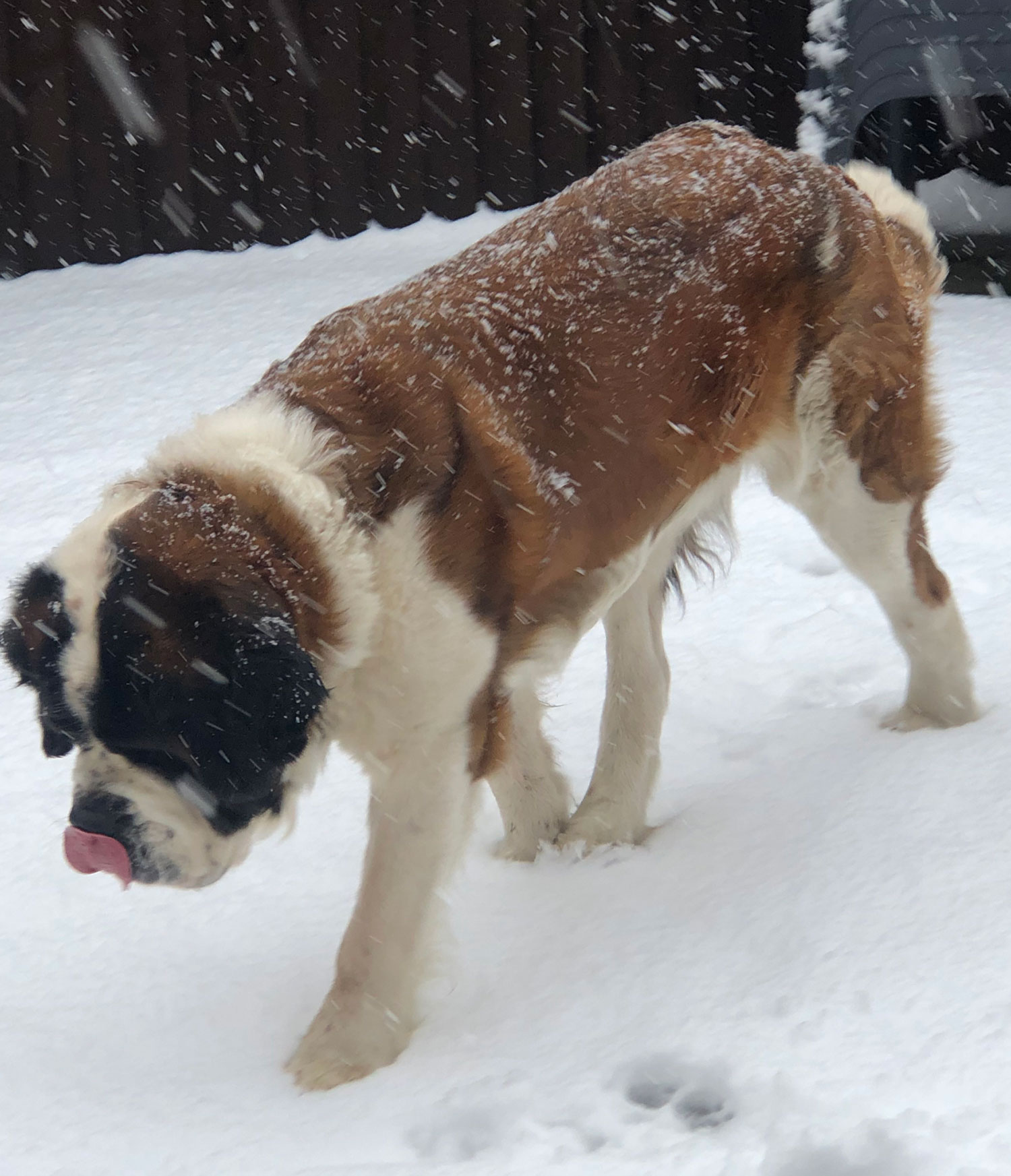 A touch of Violet Charlesworth – Dewfall Hawk